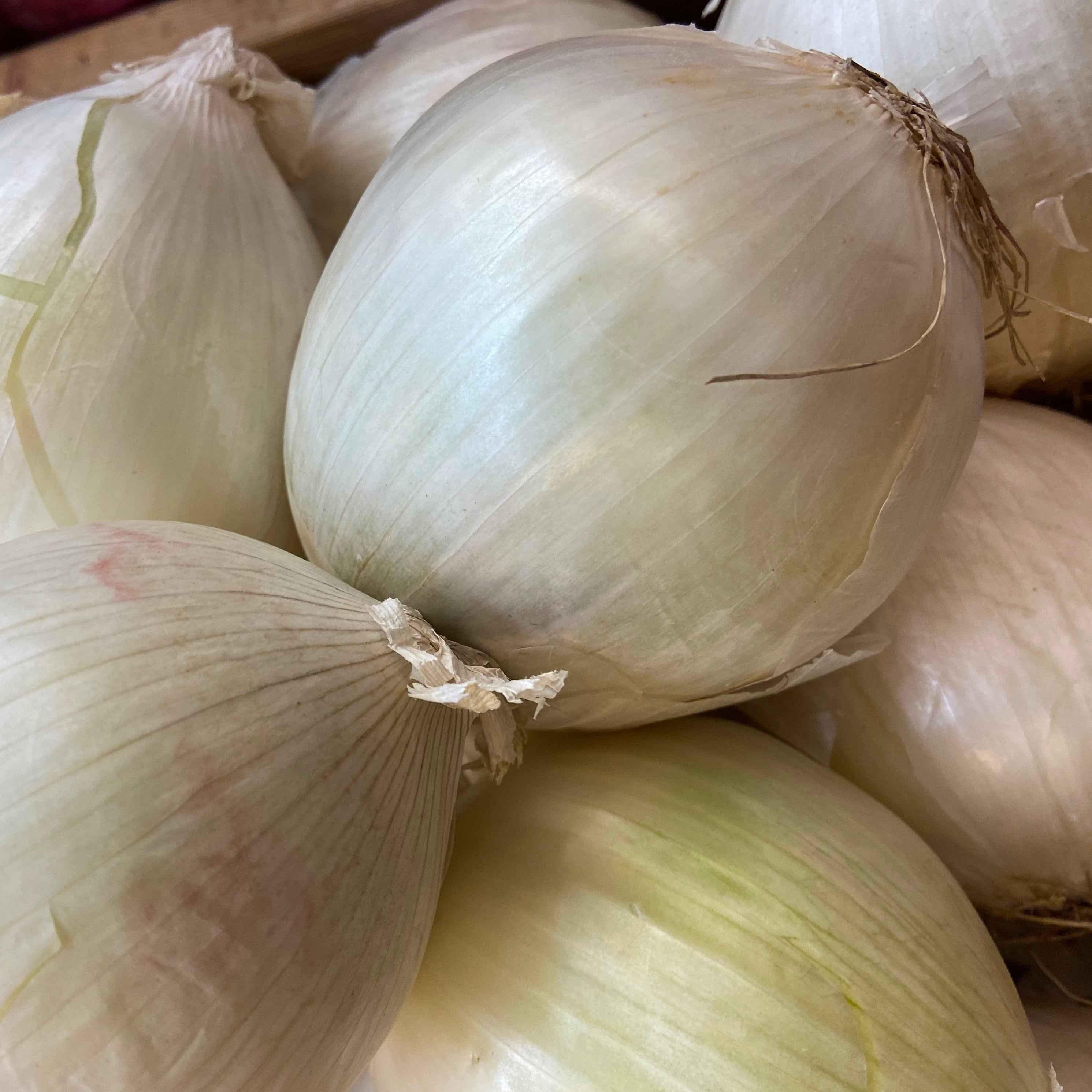 ONIONS – Greta's Family Gardens