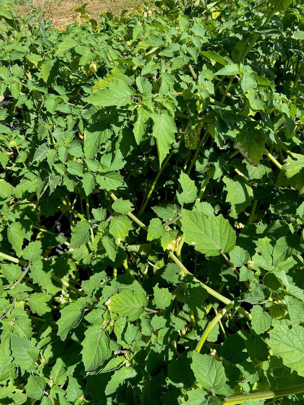 New Varieties 2026 - Greta's Family Gardens