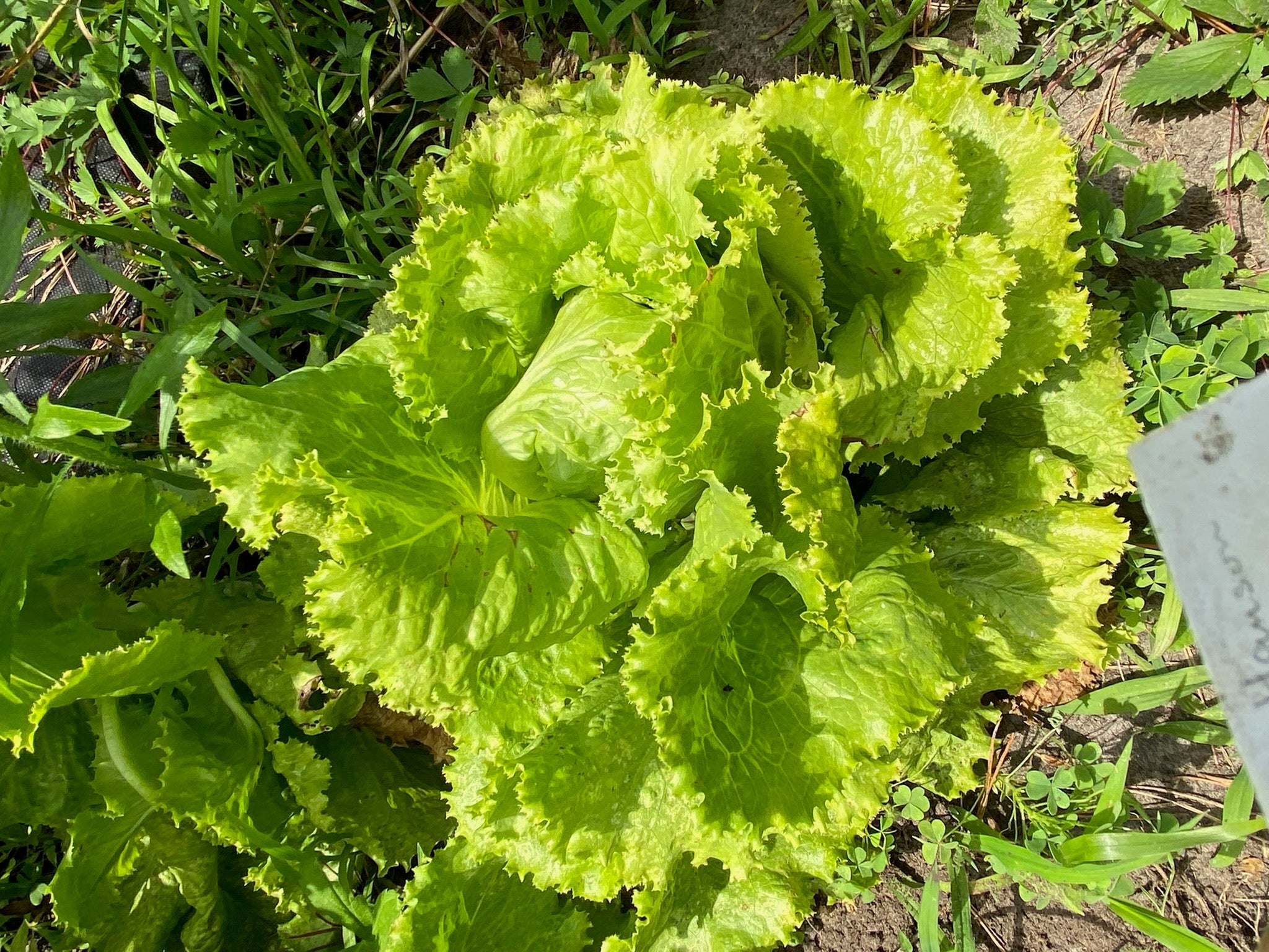 Hanson Lettuce - Greta's Family Gardens