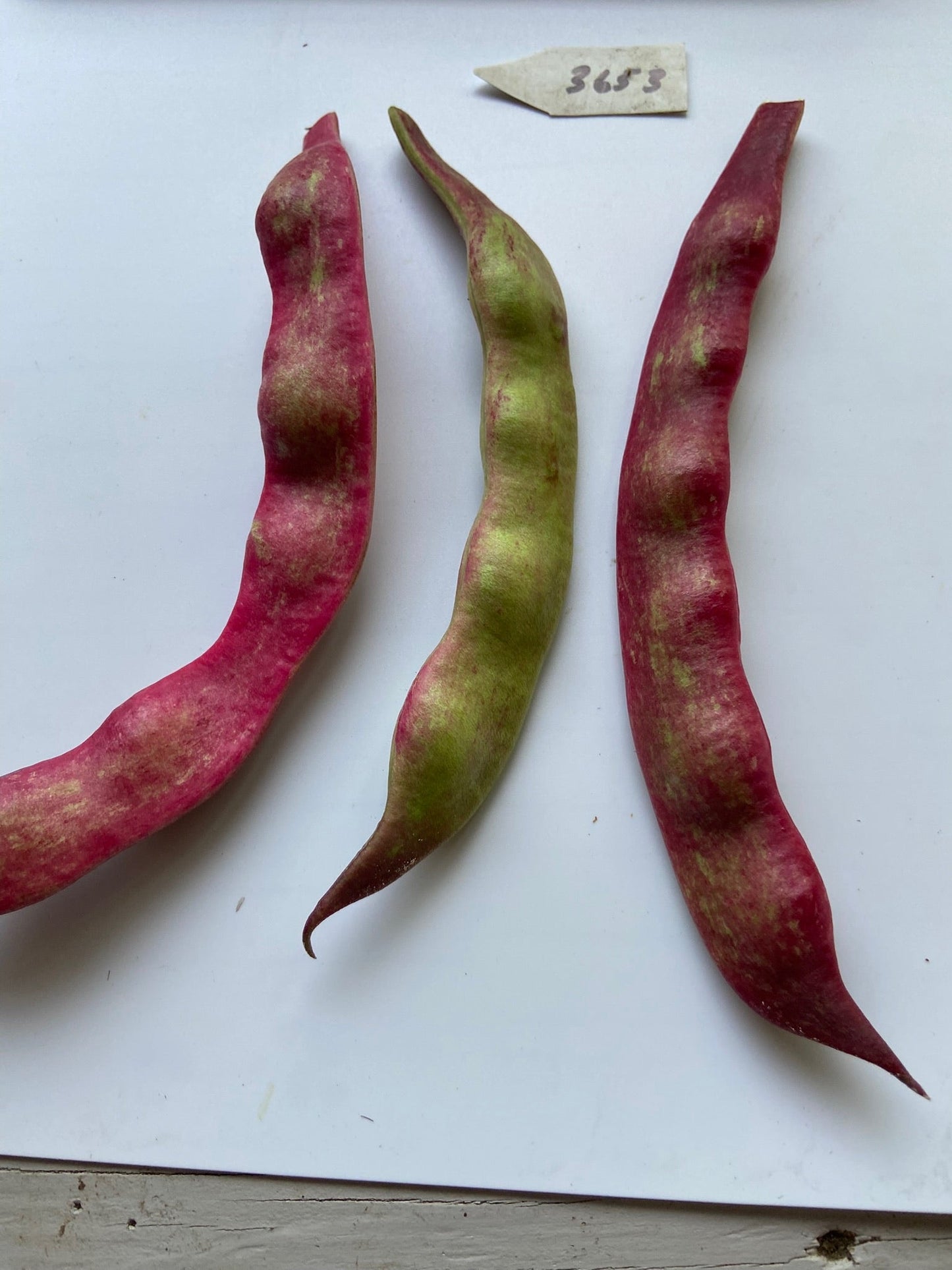 Jimenez Pole beans - Greta's Family Gardens