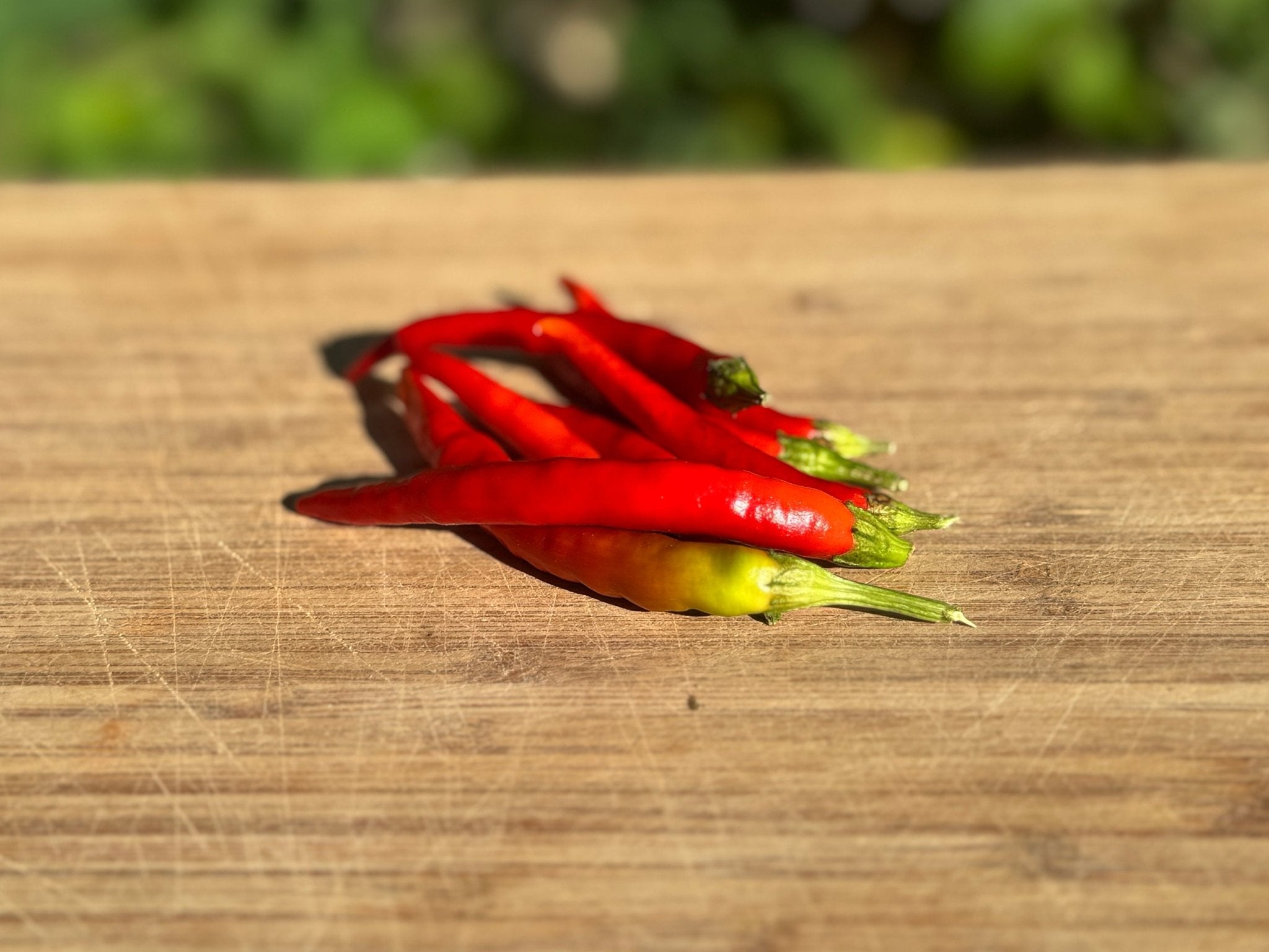 Santaka Pepper - Greta's Family Gardens