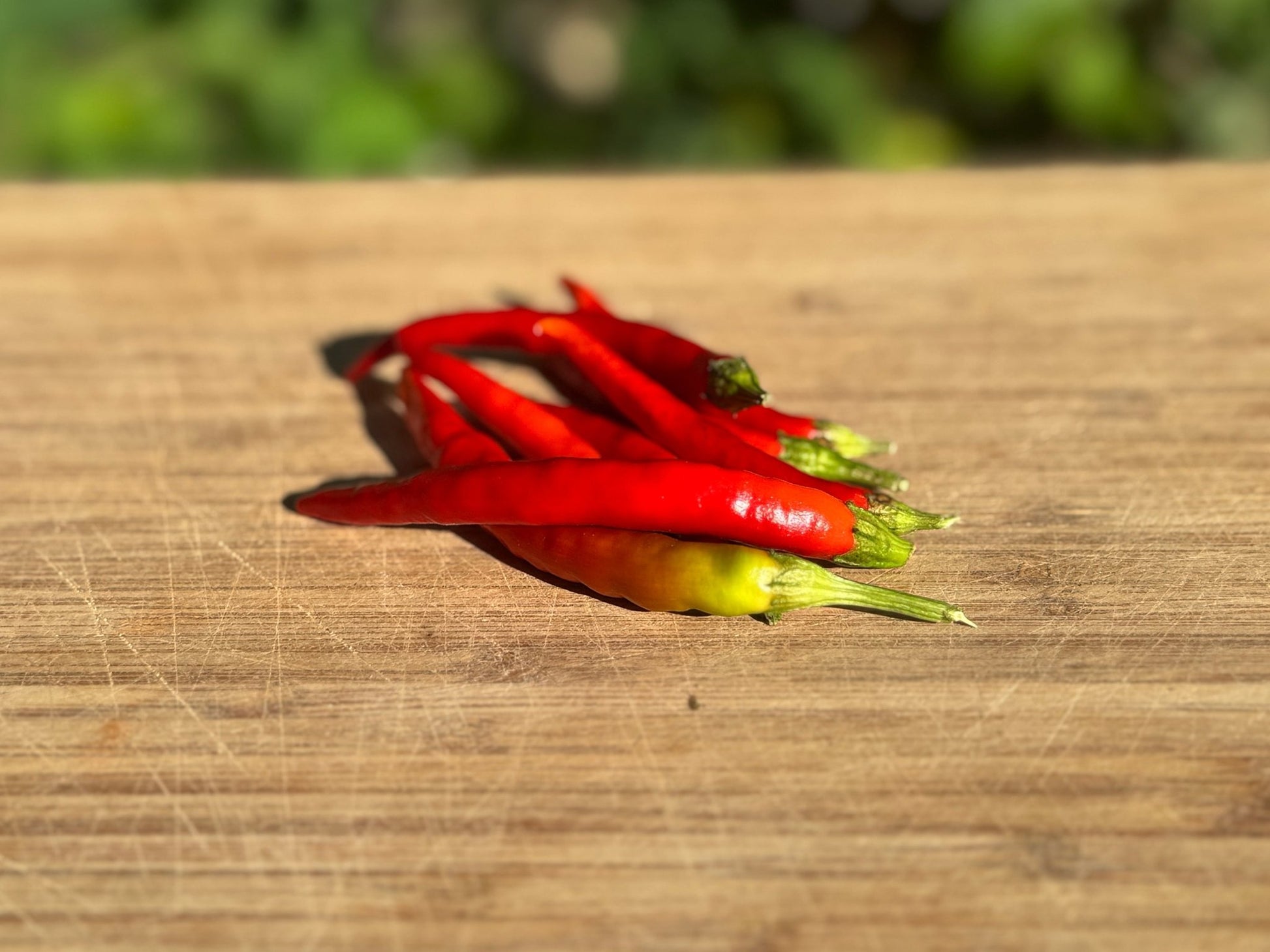 Santaka Pepper - Greta's Family Gardens