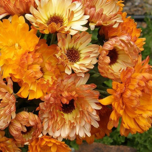 Calendula Flashback - Organic - Greta's Family Gardens