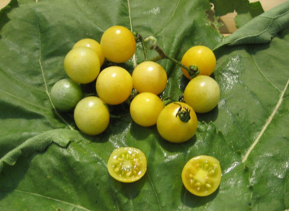 Tomato Cherry - Greta's Family Gardens