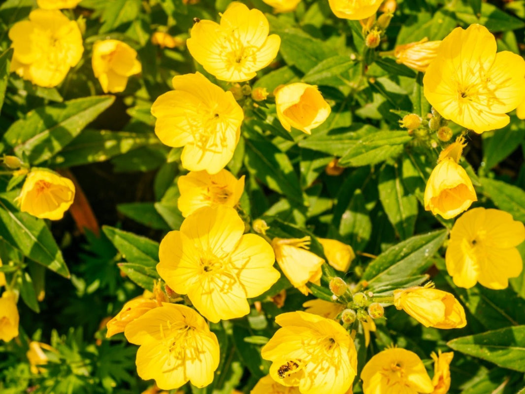HERBS - Greta's Family Gardens – Page 2