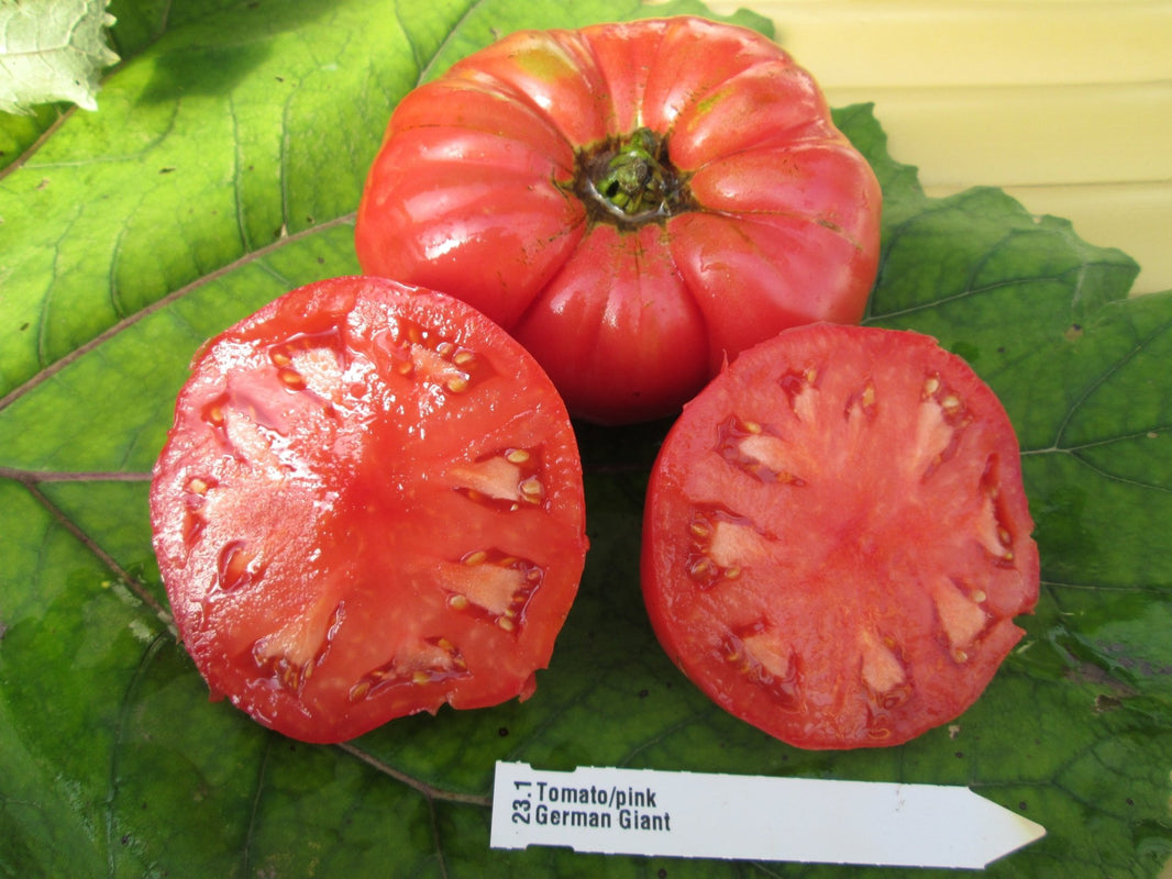 Tomato Pink - Greta's Family Gardens