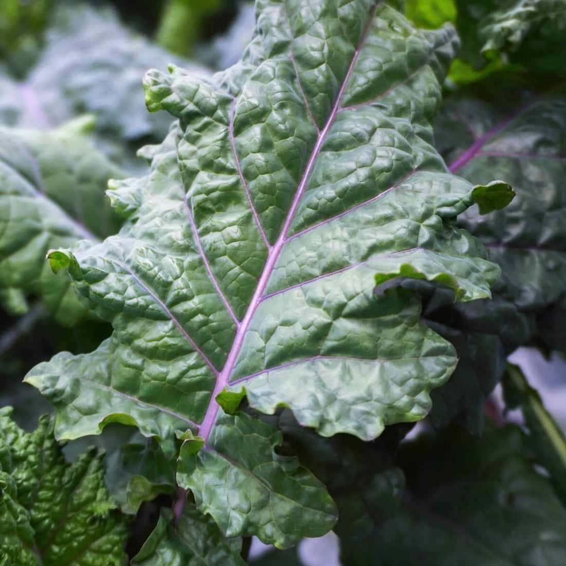 Lacinato Rainbow Kale -Organic - Greta's Family Gardens